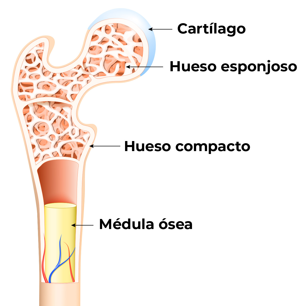 ¿Sabías que tus huesos están en construcción toda tu vida? - OseaMx