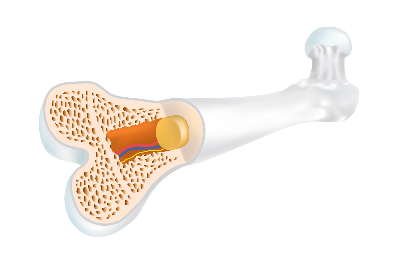 ¿Sabías que tus huesos están en construcción toda tu vida? - OseaMx
